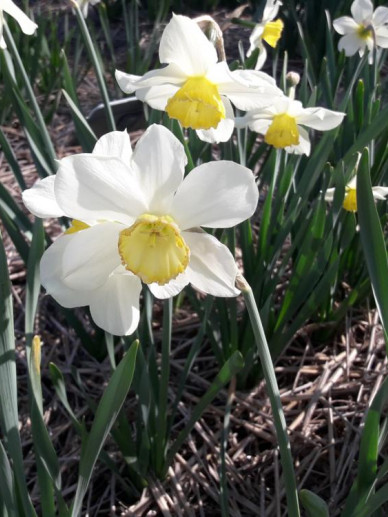 Narcissus 'Bernardino' - Narcis | De Tuinen van Appeltern
