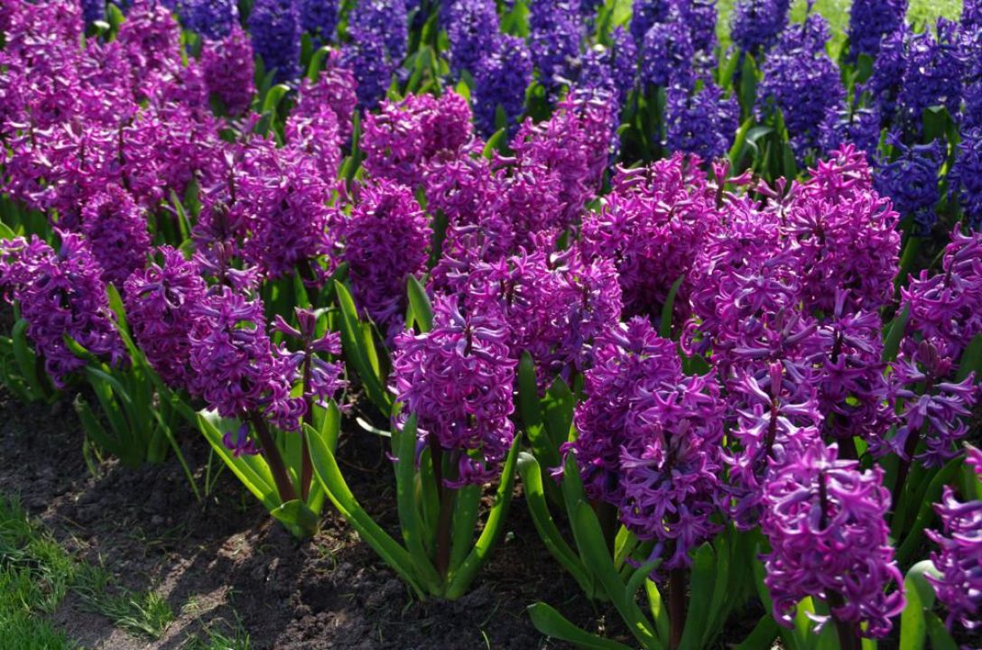 Hyacinthus orientalis 'Purple Sensation' - Hyacint | De Tuinen van ...