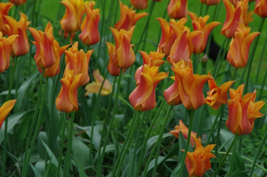 Tulipa 'Ballerina' - Tulp | De Tuinen van Appeltern