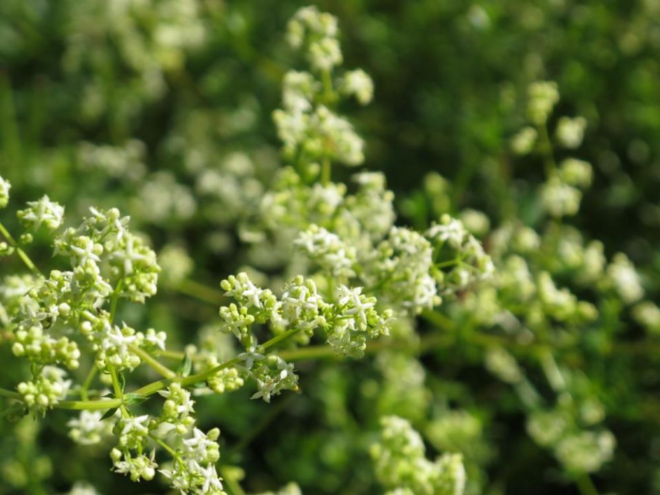 Galium mollugo - Glad walstro | De Tuinen van Appeltern