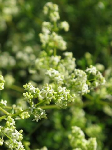 Bloemenweide | De Tuinen van Appeltern
