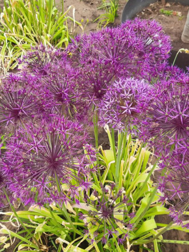 Allium 'Purple Rain' - Sierui | De Tuinen van Appeltern