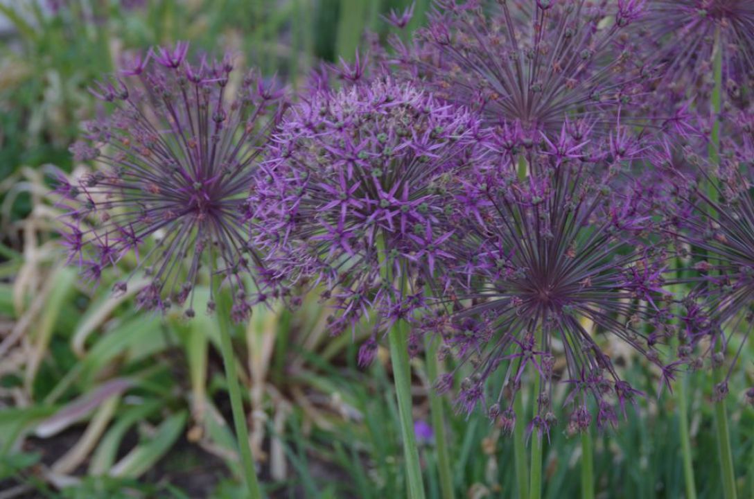 Allium 'Purple Rain' - Sierui | De Tuinen van Appeltern
