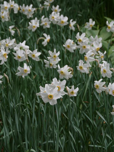 Narcissus poeticus var. recurvus - Dichtersnarcis | De Tuinen van Appeltern