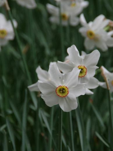 Narcissus poeticus var. recurvus - Dichtersnarcis | De Tuinen van Appeltern