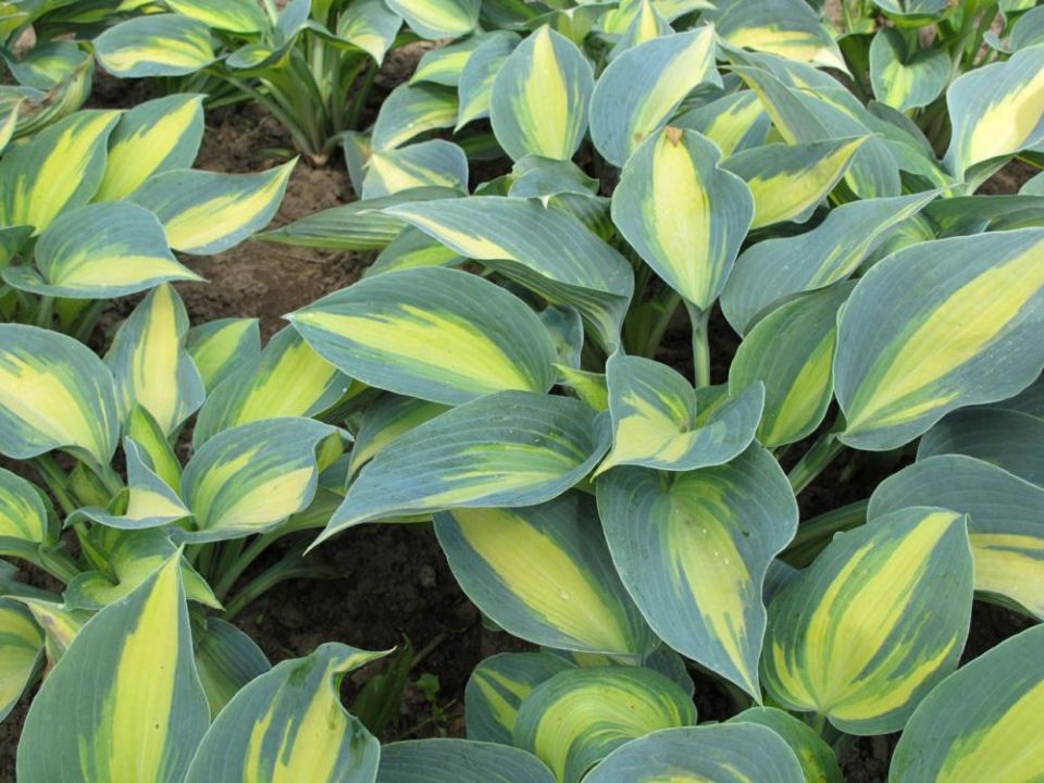 Hosta 'Catherine' - Hartlelie | De Tuinen van Appeltern