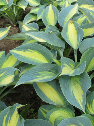 Hosta 'Catherine' - Hartlelie | De Tuinen van Appeltern