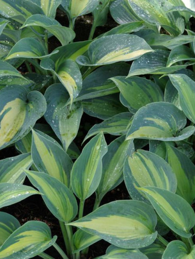 Hosta 'Catherine' - Hartlelie | De Tuinen van Appeltern