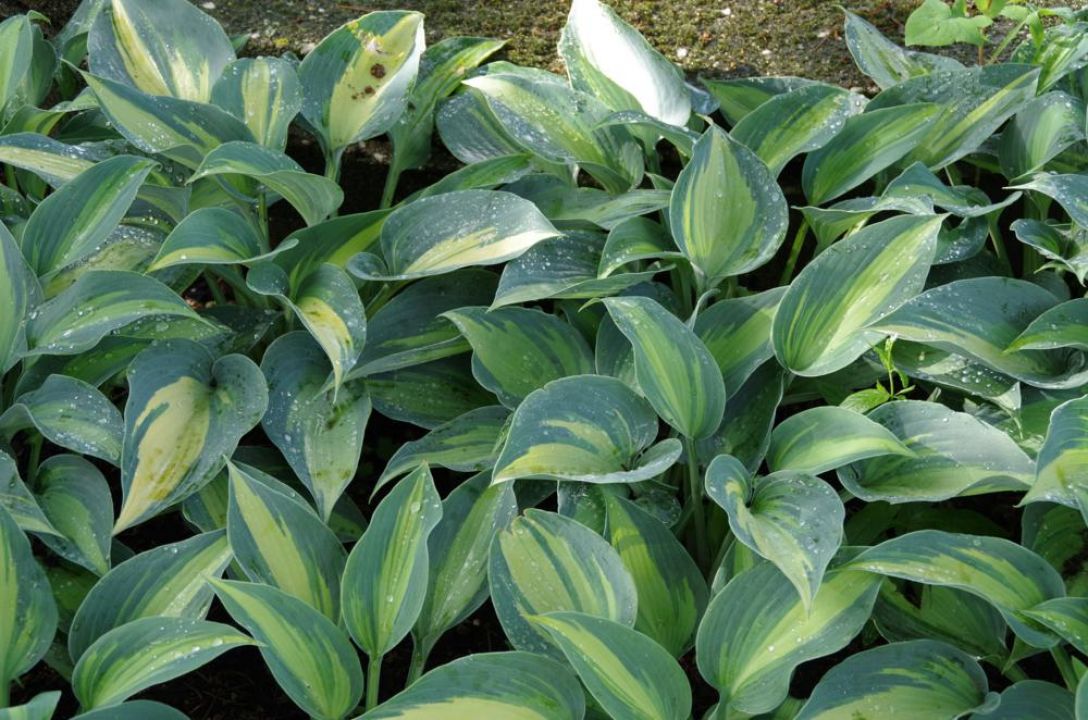 Hosta 'Catherine' - Hartlelie | De Tuinen van Appeltern