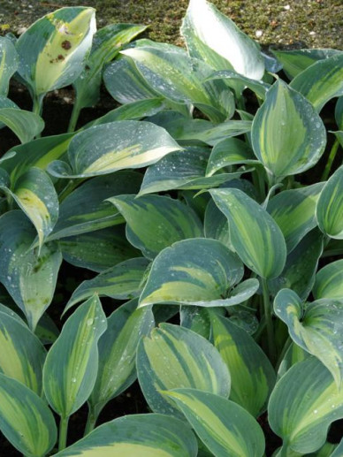 Hosta 'Catherine' - Hartlelie | De Tuinen van Appeltern