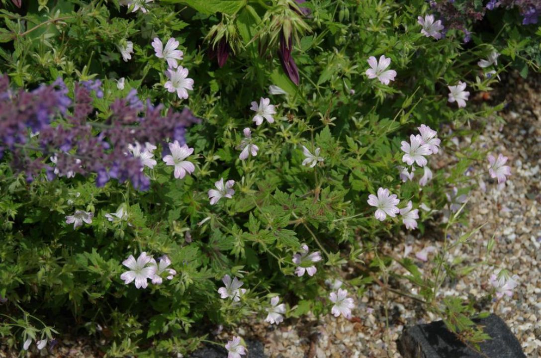 Geranium × oxonianum 'Katherine Adele' - Ooievaarsbek | De Tuinen van ...