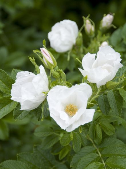 Rosa rugosa 'Alba' - Botanische roos | De Tuinen van Appeltern
