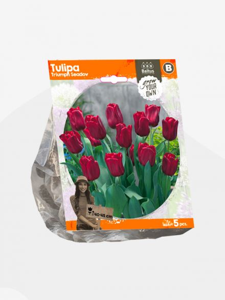 Tulipa 'Seadov' - Tulp | De Tuinen van Appeltern