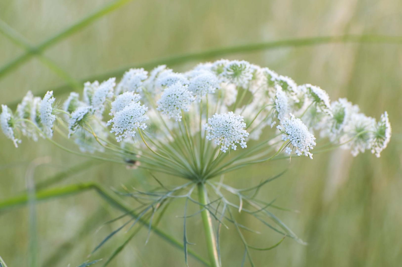 Ammi majus - Groot akkerscherm , Witte kantbloem , Witte dille | De ...