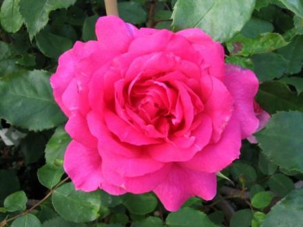 Rosa 'Pink Cloud' - Klimroos | De Tuinen van Appeltern