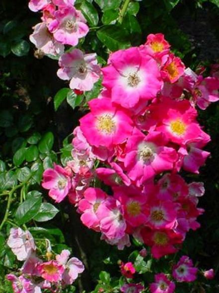 Rosa 'American Pillar' - Ramblerroos | De Tuinen van Appeltern