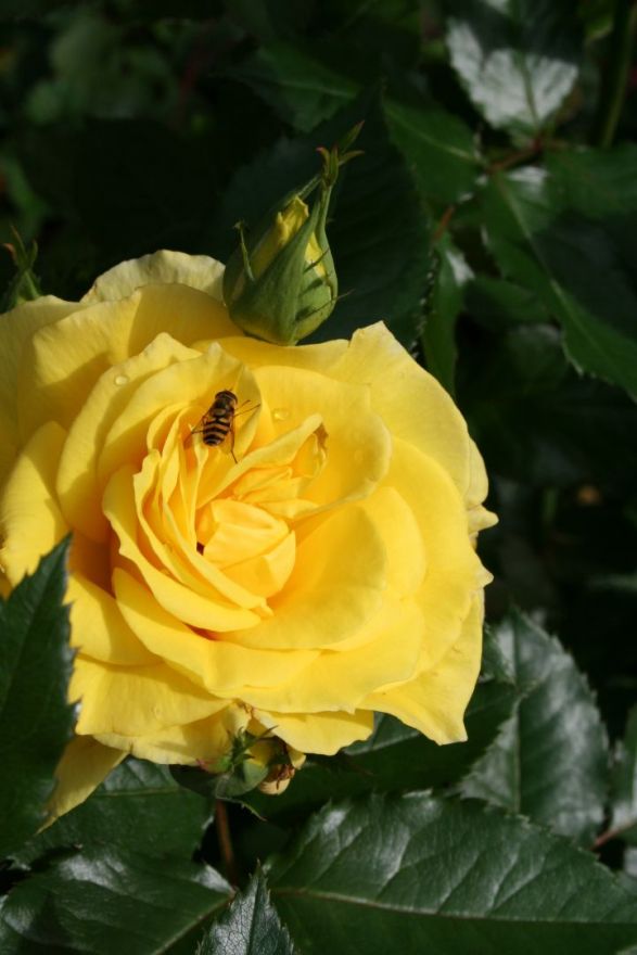 Rosa Friesia stamroos 100-110 cm (gele roos op stam, Gelber Stammrose ...