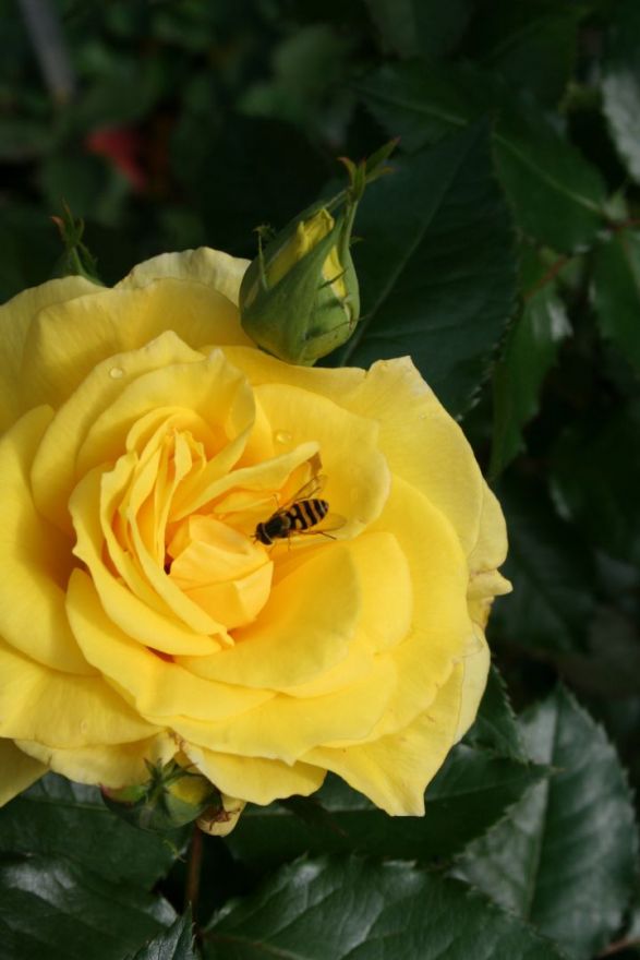Rosa Friesia stamroos 100-110 cm (gele roos op stam, Gelber Stammrose ...