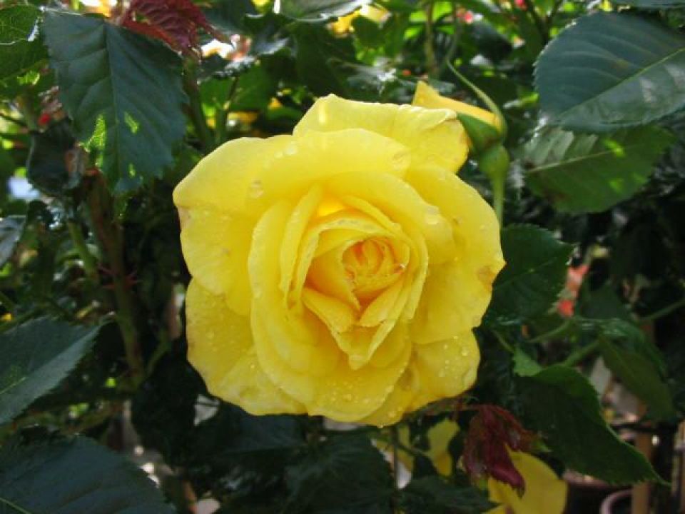 Rosa Friesia stamroos 100-110 cm (gele roos op stam, Gelber Stammrose ...