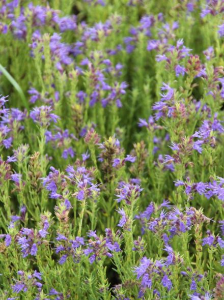 Hyssopus officinalis - Hysop | De Tuinen van Appeltern