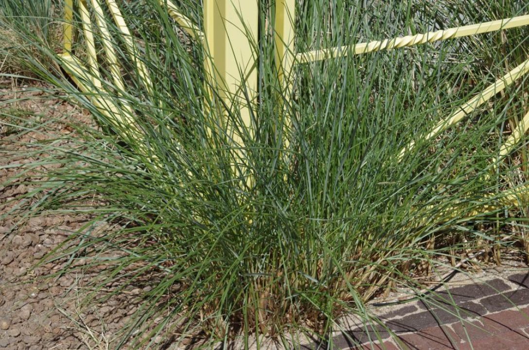 Ammophila arenaria (Helmgras) | De Tuinen van Appeltern