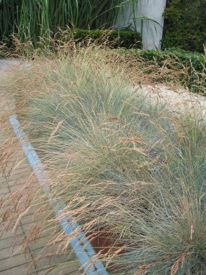 Festuca glauca (Blauw schapengras) | De Tuinen van Appeltern