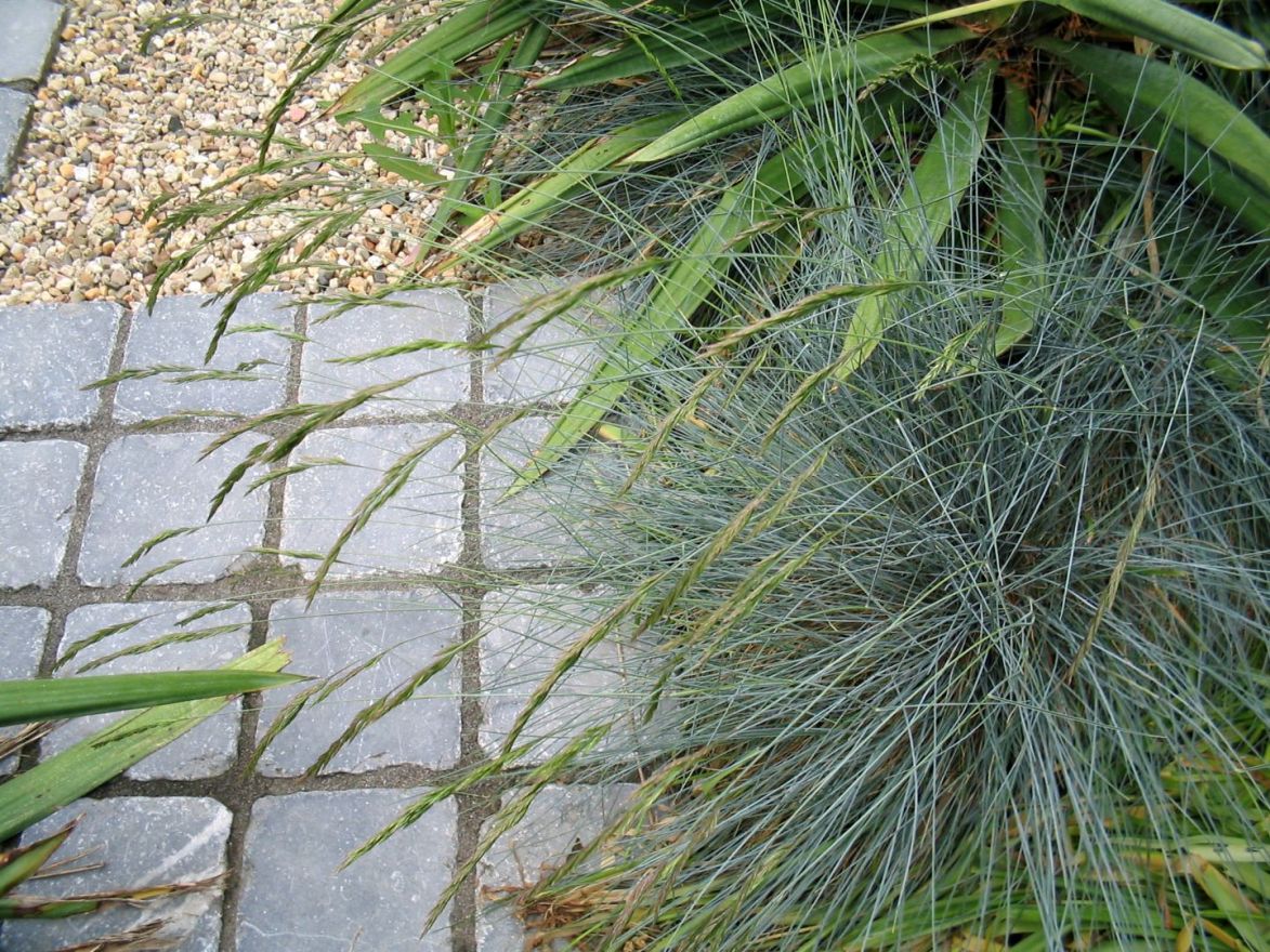 Festuca glauca (Blauw schapengras) | De Tuinen van Appeltern