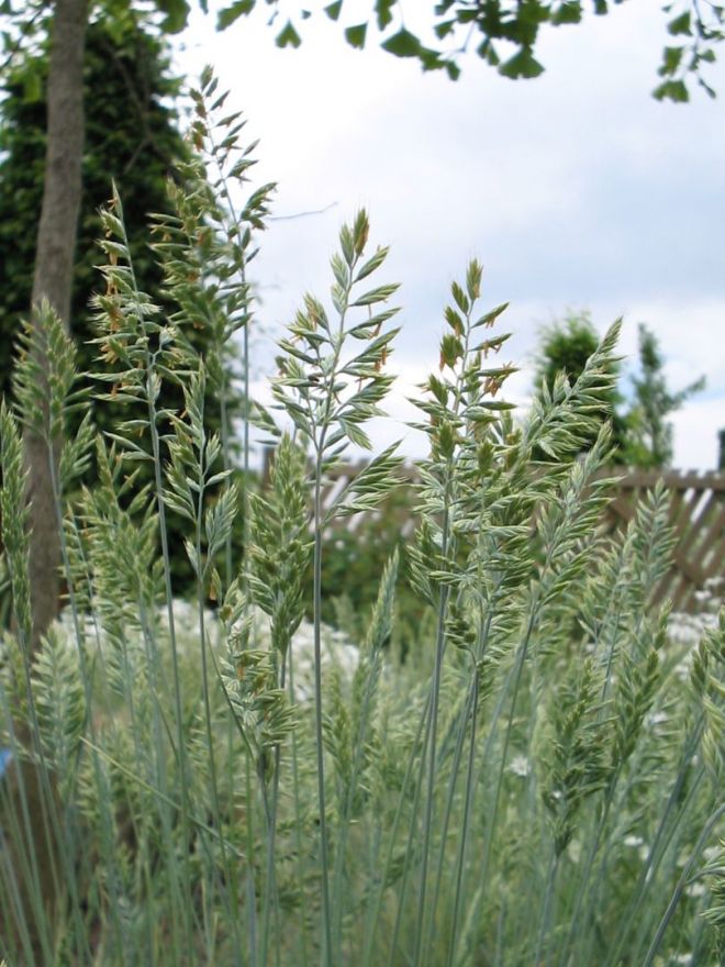Festuca glauca (Blauw schapengras) | De Tuinen van Appeltern