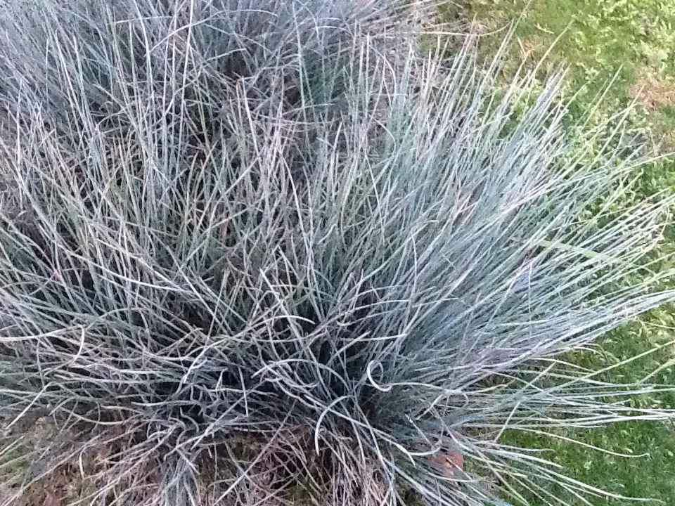 Festuca glauca (Blauw schapengras) | De Tuinen van Appeltern