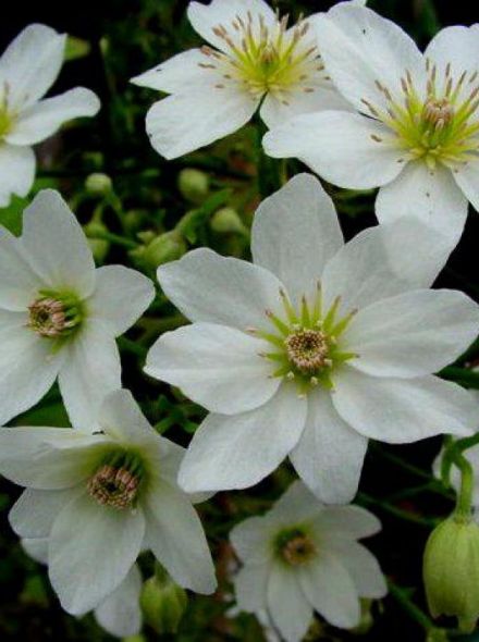 Clematis × cartmanii 'Joe' - Groenblijvende bosrank | De Tuinen van ...