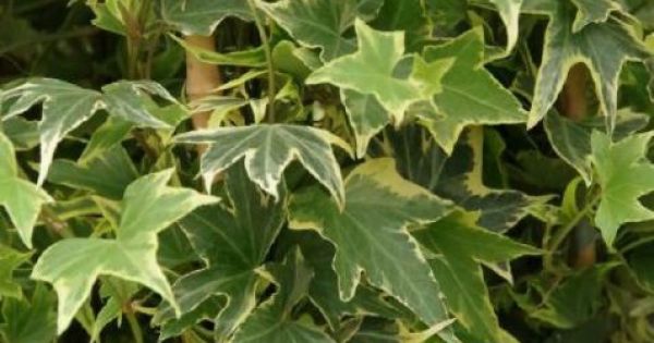 Hedera helix 'Yellow Ripple' (Klimop) | De Tuinen van Appeltern