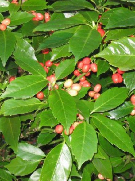 Aucuba japonica 'Rozannie' - Broodboompje | De Tuinen van Appeltern