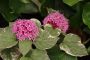 Clerodendrum bungei 'Pink Diamond' (Kransenboom, Pindakaasboom) | De ...
