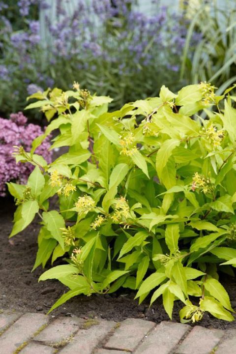 Diervilla rivularis (Boskamperfoelie) | De Tuinen van Appeltern