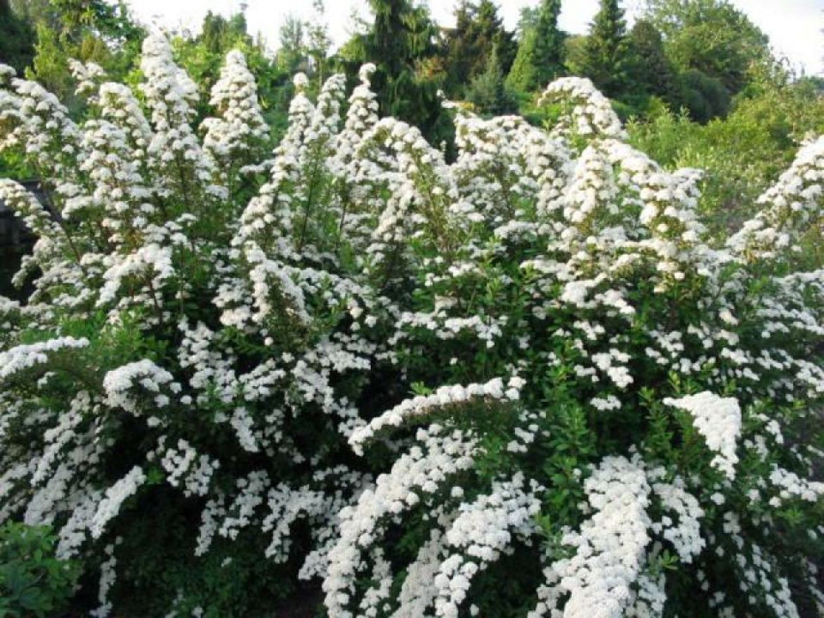 Spiraea nipponica 'Snowmound' (Spierstruik) | De Tuinen van Appeltern