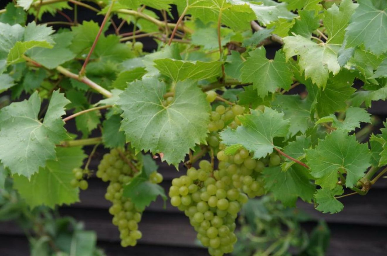 Vitis vinifera 'Vroege van der laan' (Witte druif, Druivelaar) | De ...