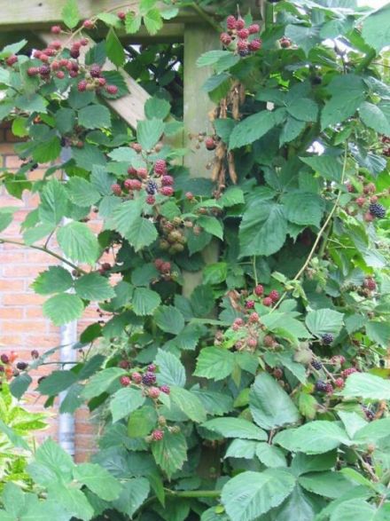 Rubus fruticosus 'Black Satin' - Doornloze braam | De Tuinen van Appeltern