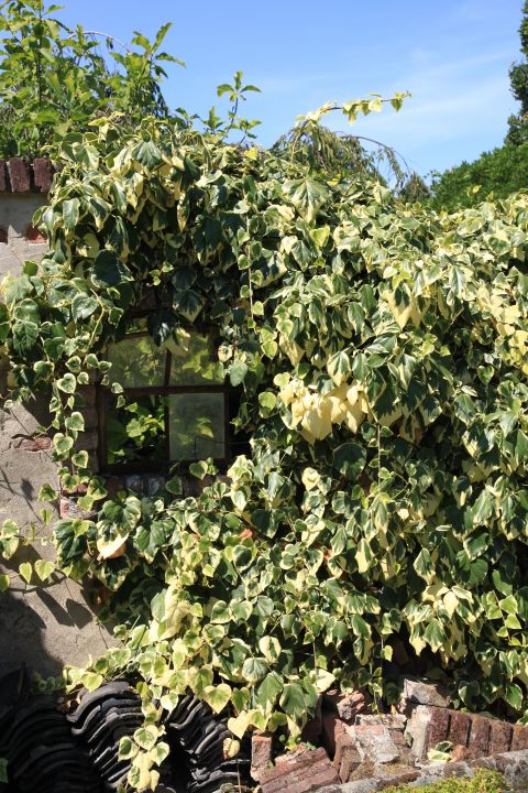 Hedera colchica 'Dentata Variegata' - Klimop | De Tuinen van Appeltern