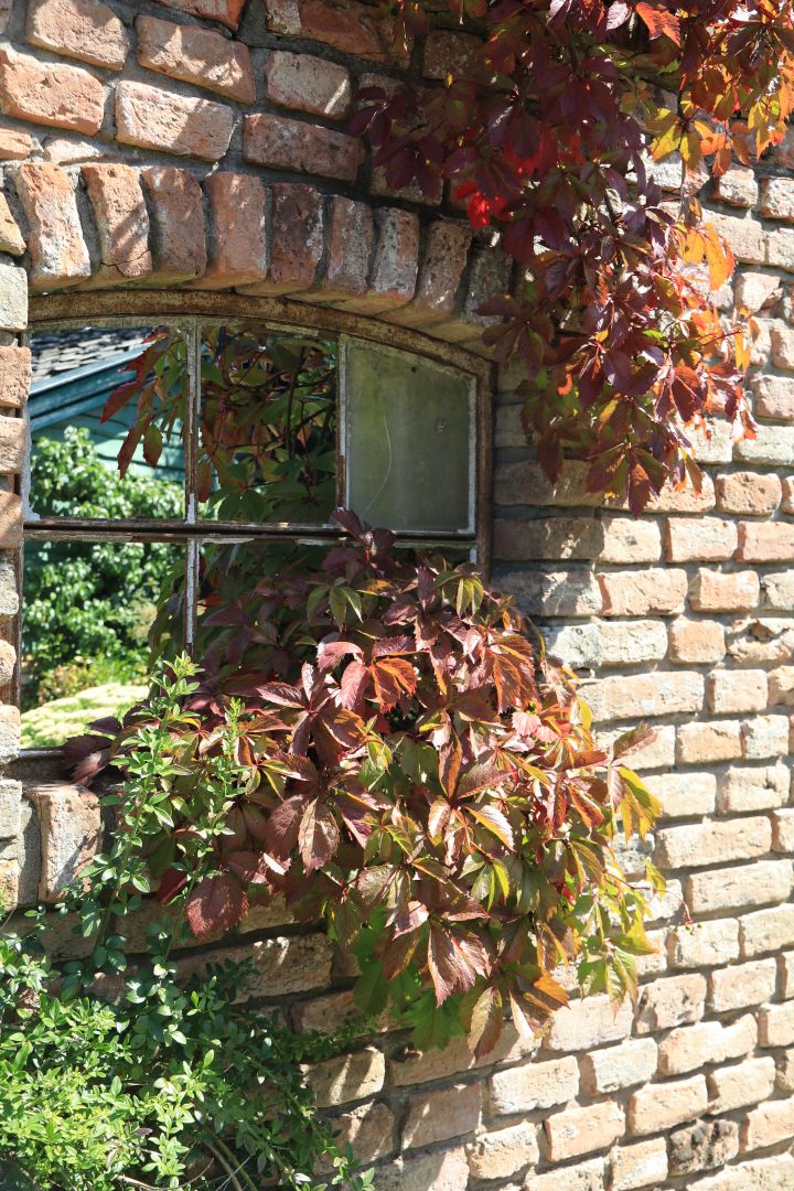 Parthenocissus quinquefolia - Wilde wingerd | De Tuinen van Appeltern