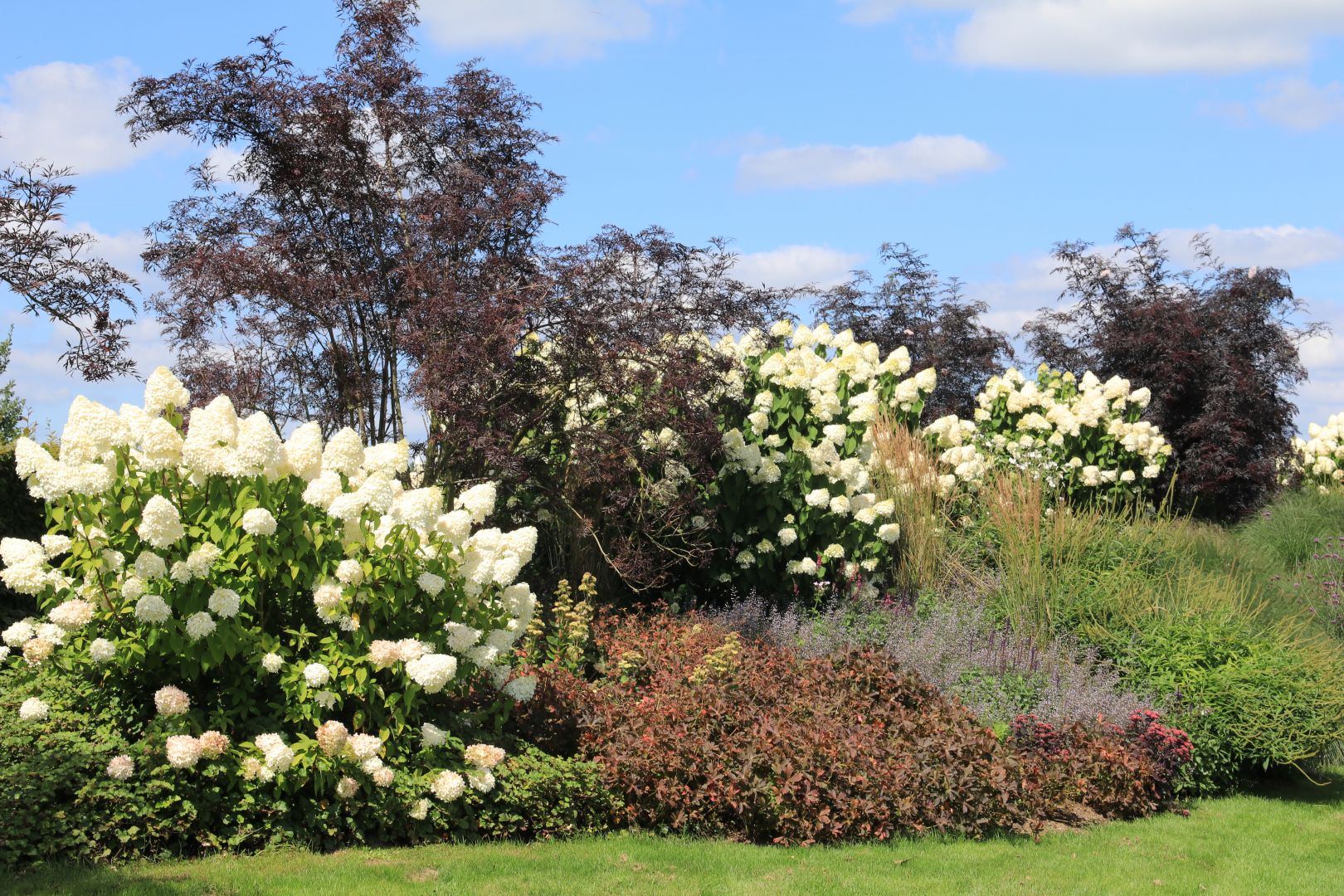 Sambucus nigra 'Black Lace' - Gewone vlier | De Tuinen van Appeltern