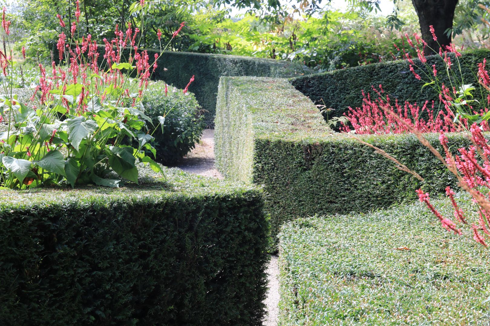 Taxus baccata - Venijnboom | De Tuinen van Appeltern