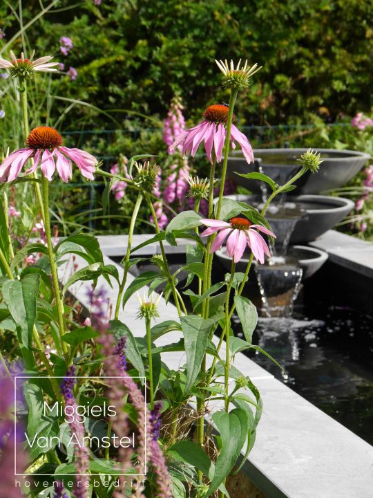 Engelse tuin | De Tuinen van Appeltern