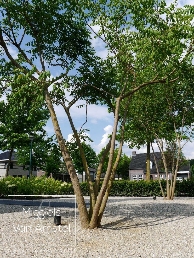 Strakke voortuin | De Tuinen van Appeltern