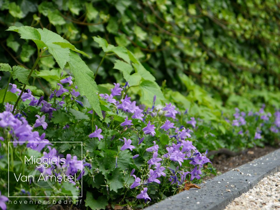 Strakke voortuin | De Tuinen van Appeltern
