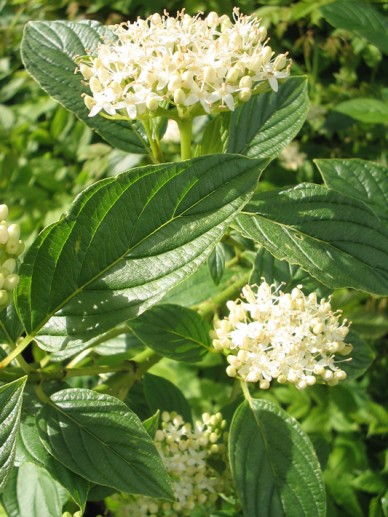Cornus stolonifera 'Flaviramea' - Kornoelje | De Tuinen van Appeltern