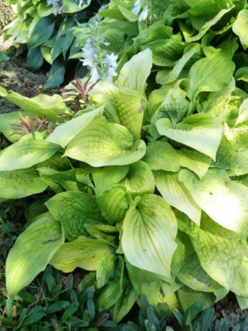 13. Bladvormen border | De Tuinen van Appeltern