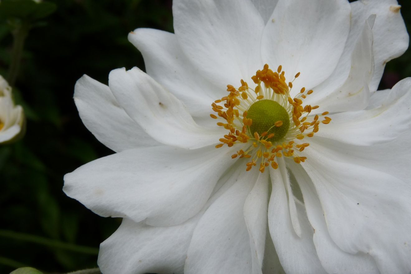 Siergrassen border, wit en roze (8 m2) | De Tuinen van Appeltern