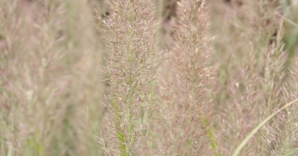 Siergrassen border, wit en roze (8 m2) | De Tuinen van Appeltern