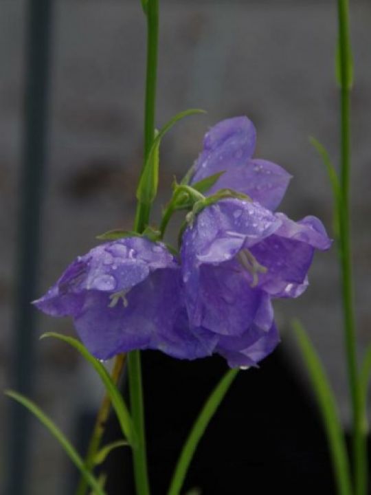 5a. Bloemweideachtige grassenborder | De Tuinen van Appeltern