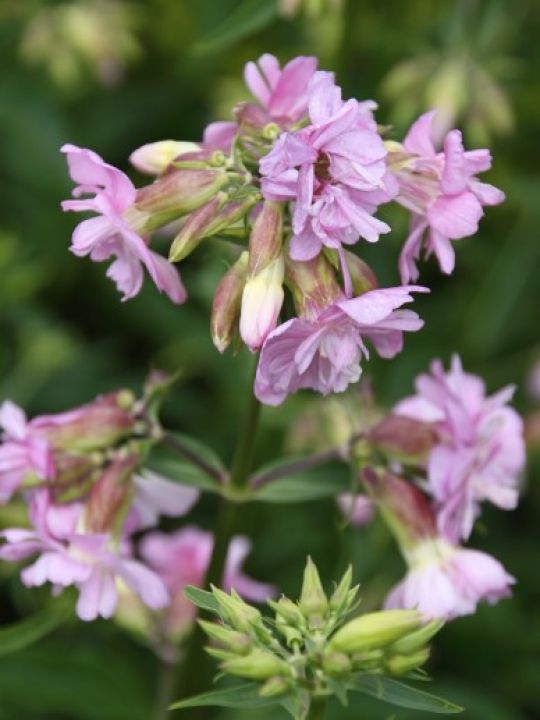 5a. Bloemweideachtige grassenborder | De Tuinen van Appeltern